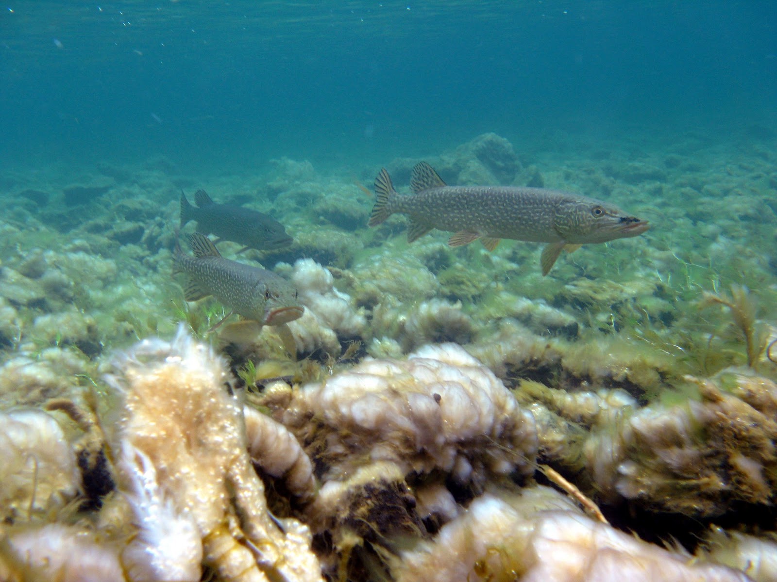 Species of UK: Week 18: Pike (Esox Lucius)