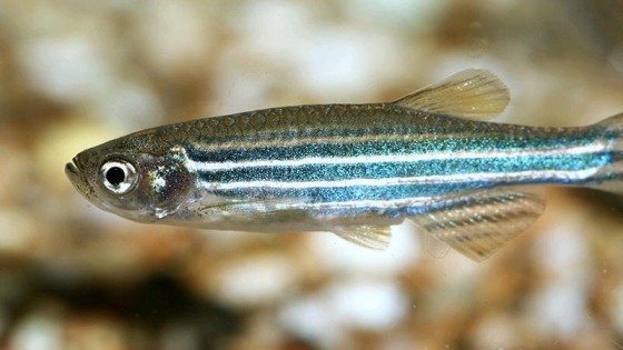 mondo dei rettili: 10 curiosità sui pesci