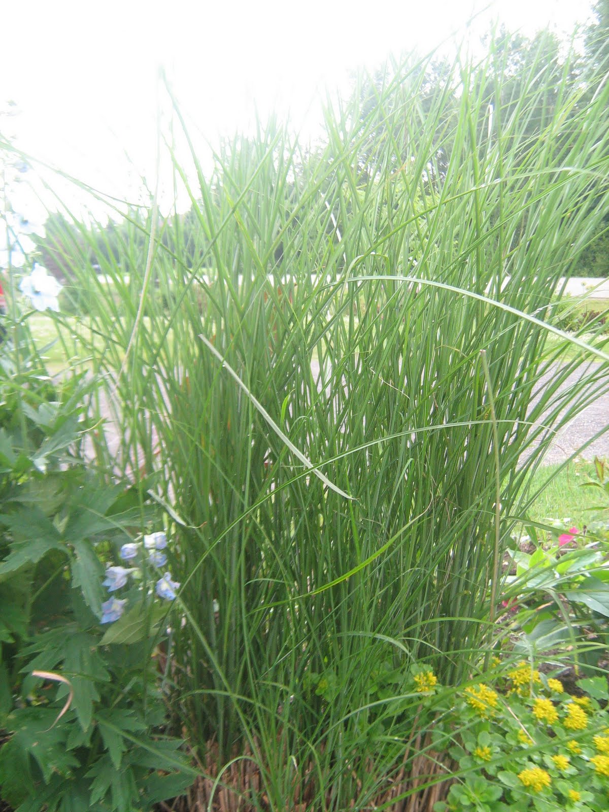 The Musical Gardener: Grasses In The Garden