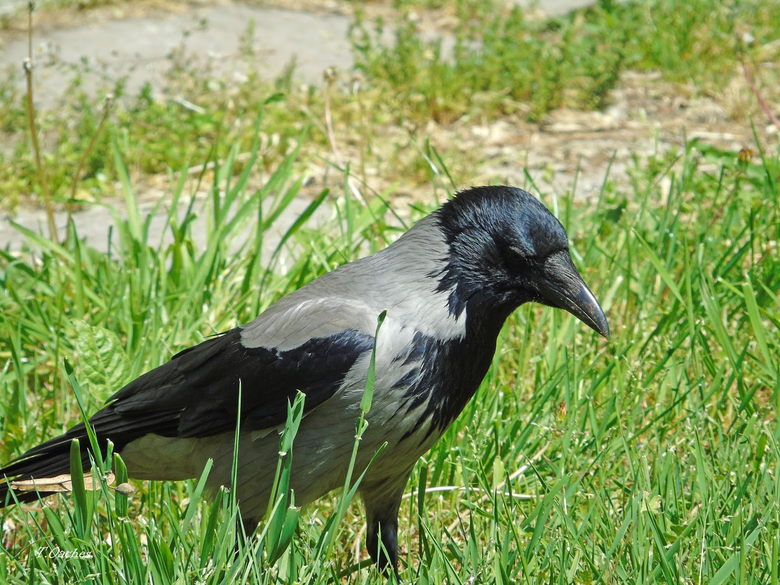 PASARI DIN ROMANIA: CIOARA GRIVA, Corvus cornix