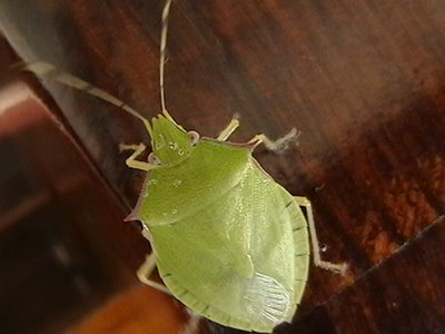 Parnassus Americano: JUMIL O CHINCHE DE MONTE