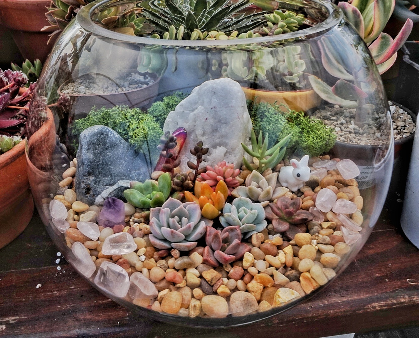 Succulent terrarium in glass bowl