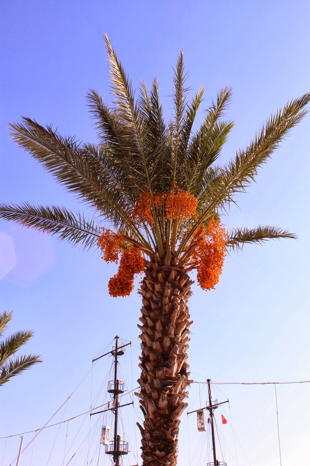 Orjinal Fotoğraf: Hurma Ağacı