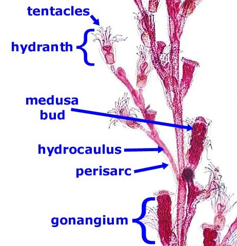 Biology of Animals: Colony of Obelia sp.