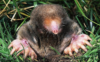 Vida de los topos - Animales, Naturaleza