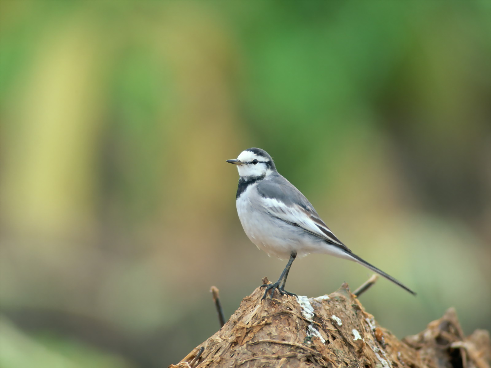 Foto-Foto Burung Kecil yang Imut dan Cantik