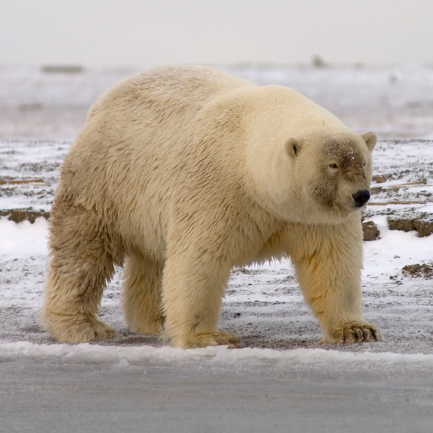 Conservation Ecology: Climate change creates the “pizzly bears” – A ...