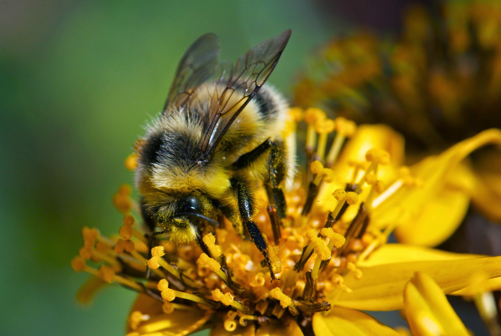 Naturfoto Einar Hugnes: Spennende med humler, admiraler, bier og årets ...