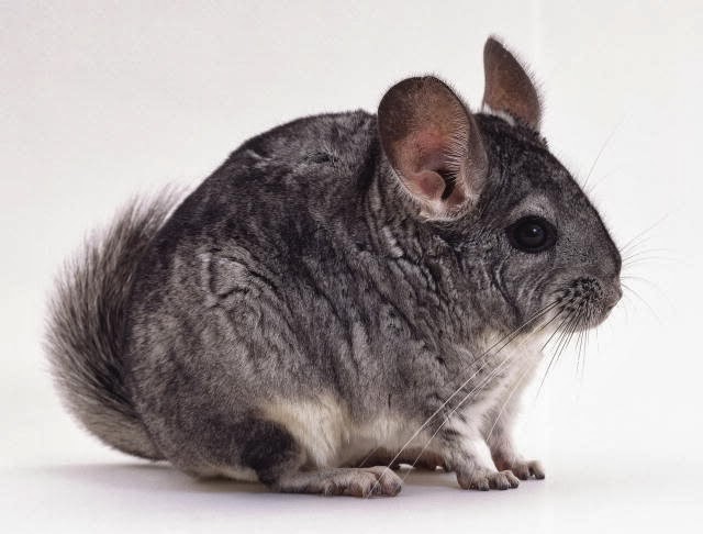 OccupyForLife: Chelia si haina de iarna a animalelor / The bold head ...