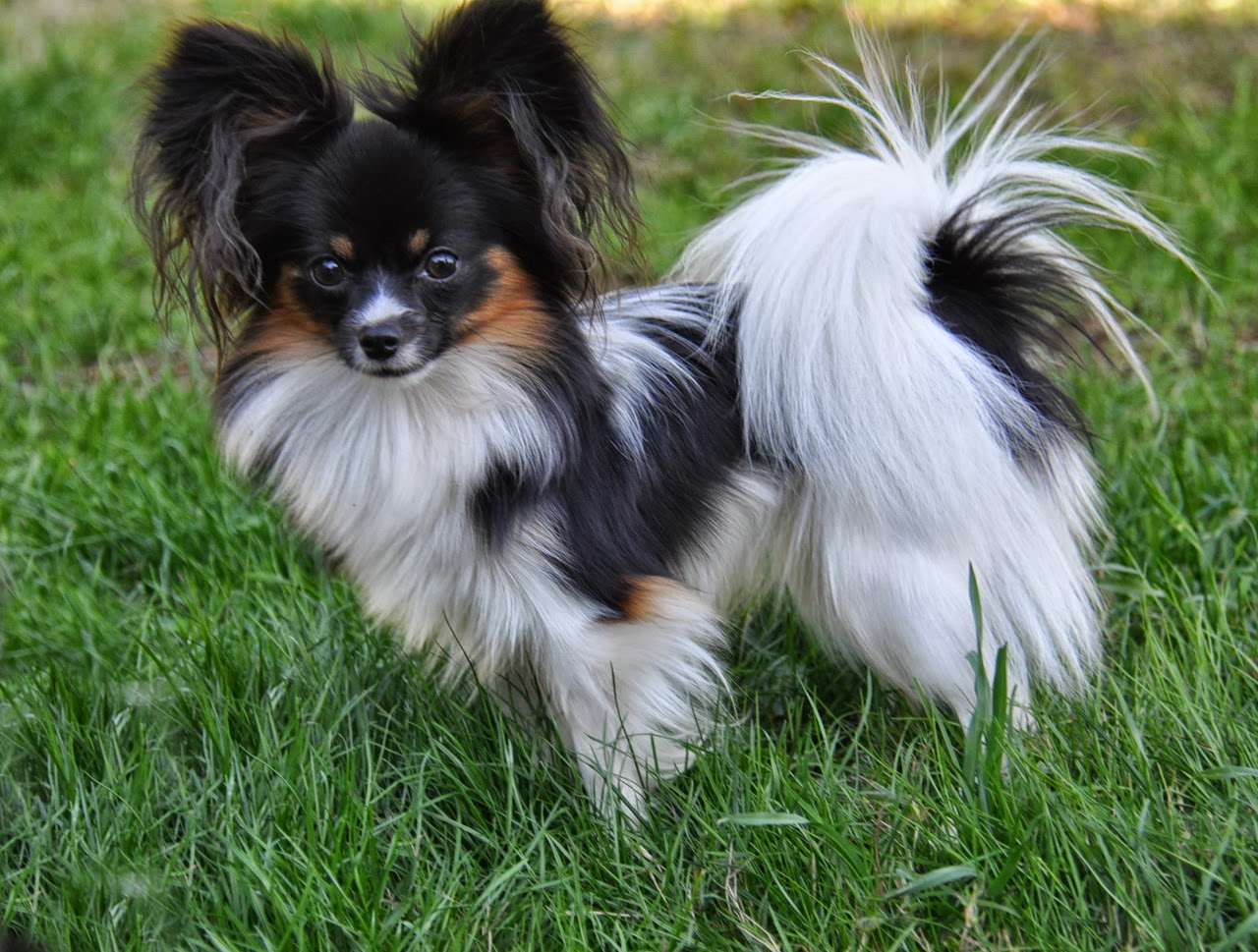 Road's End Papillons : 1 Year old Papillon Girl