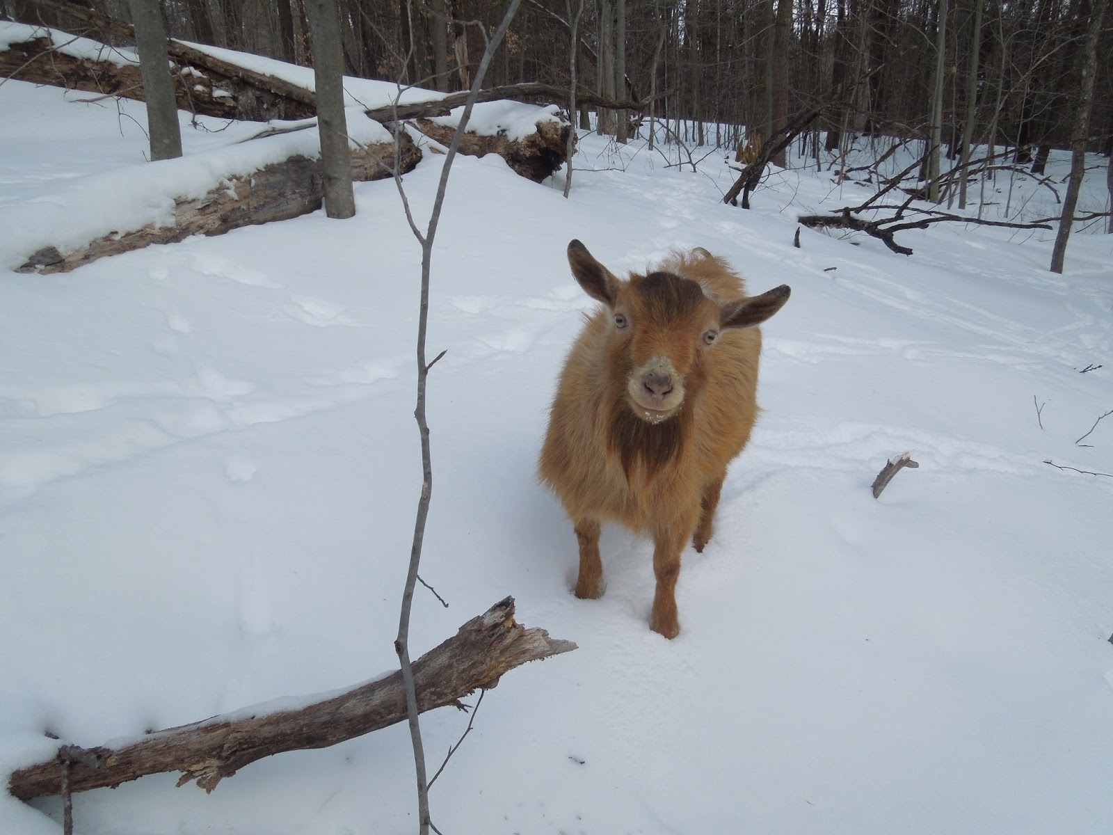 Ventures In Vermont: Goats on parade