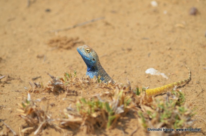 Blue Yellow common collared lizard - eNidhi India Travel Blog