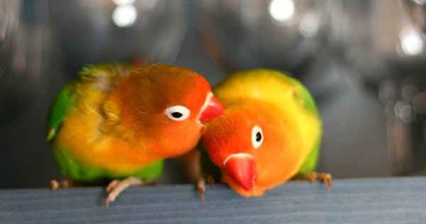 AVES EXOTICAS: Namibia