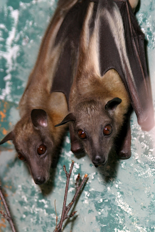 World Bird Sanctuary: HEARING: It's Not What You Think It Is – Part 2