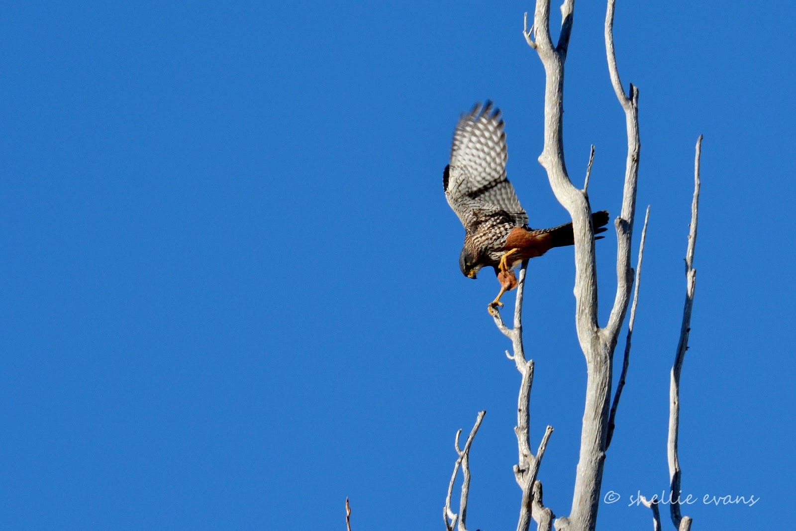 Two Go Tiki Touring: Finches & A Falcon