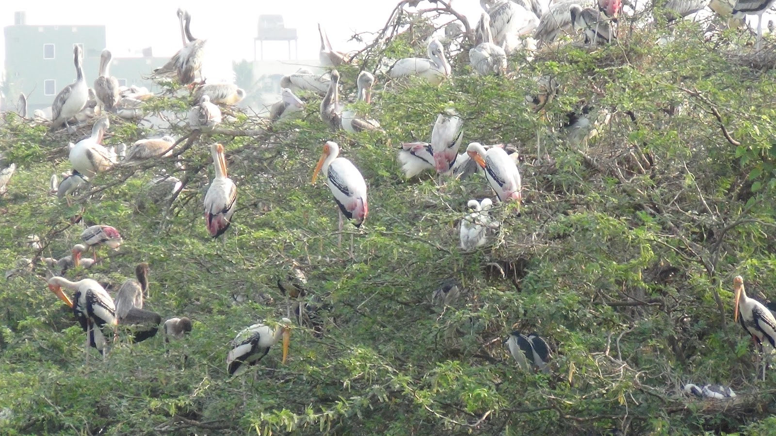 Return To Hyderabad: Uppalapadu Bird sanctuary must see