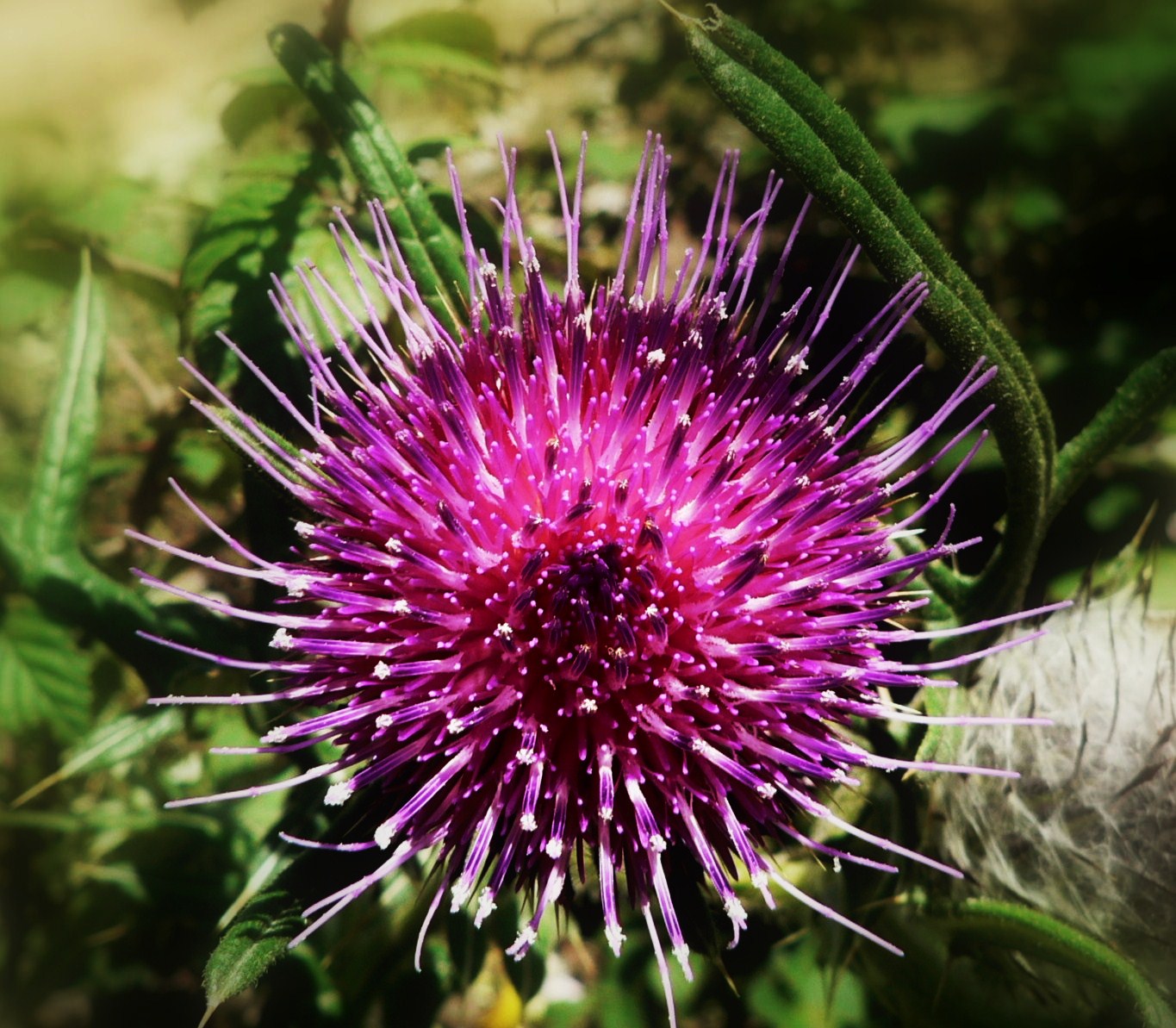 @ VEO VEO @: LOS CARDOS TAMBIEN TIENEN SU ENCANTO