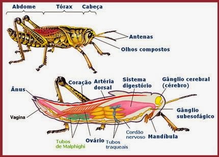 Fisiologia Animal: A ação do veneno da vespa jóia sob a barata