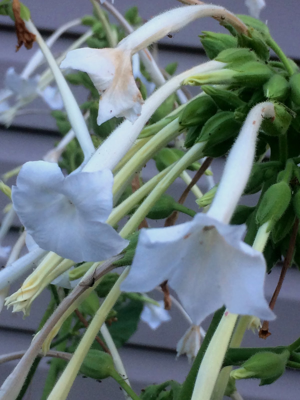 Meadow Muffin Gardens: Tobacco Flower, Heirloom Nicotiana Alata ...