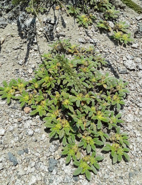 Loma Reque: FLOR DE ARENA