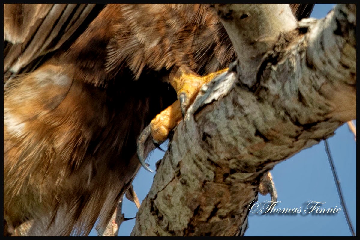 Thomas Finnie Photography