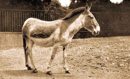 Galloping: Los Burros