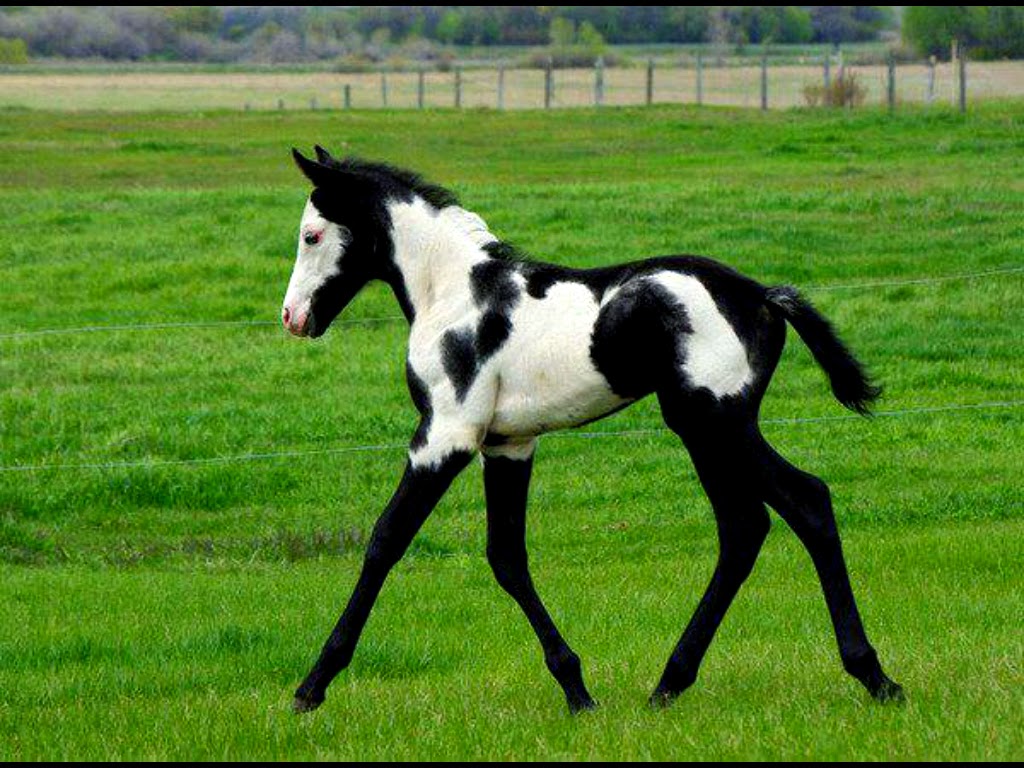 CABALLOS: Un precioso potro pinto