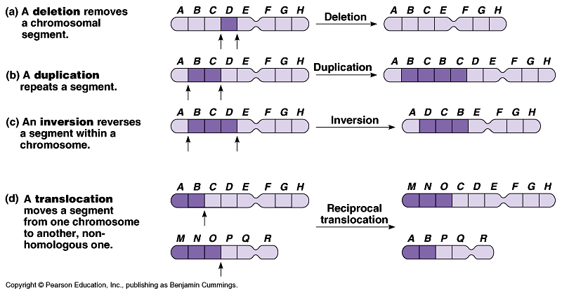 STRUCTURAL ALTERATIONS IN CHROMOSOMES