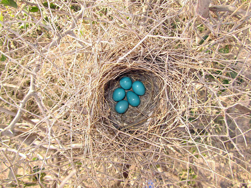 Common Babbler -- Passerine - ARUNACHALA BIRDS