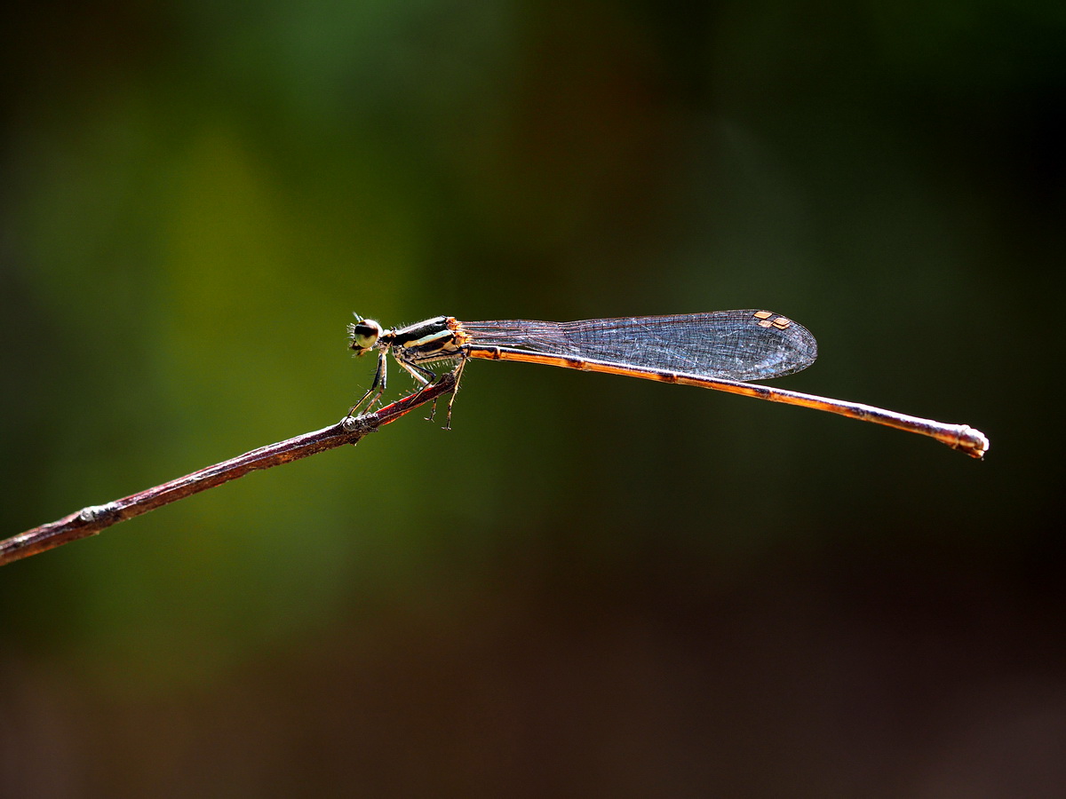 ROBIN WONG : Short Insect Macro Shooting Session