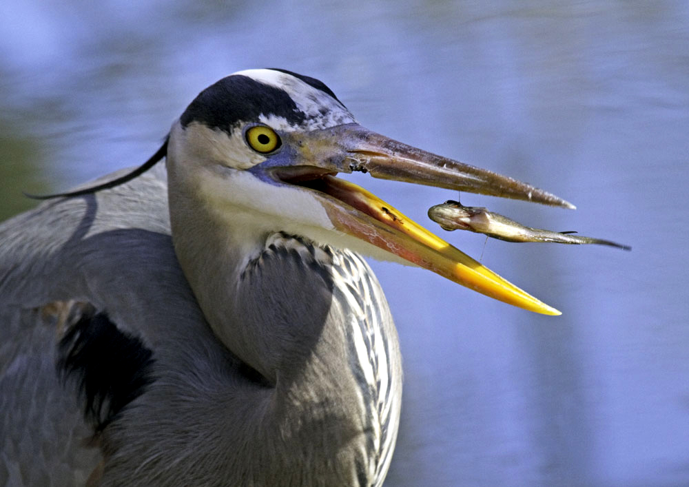 Bellas Aves de El Salvador: Ardea herodias (garza ceniza o azulada ...