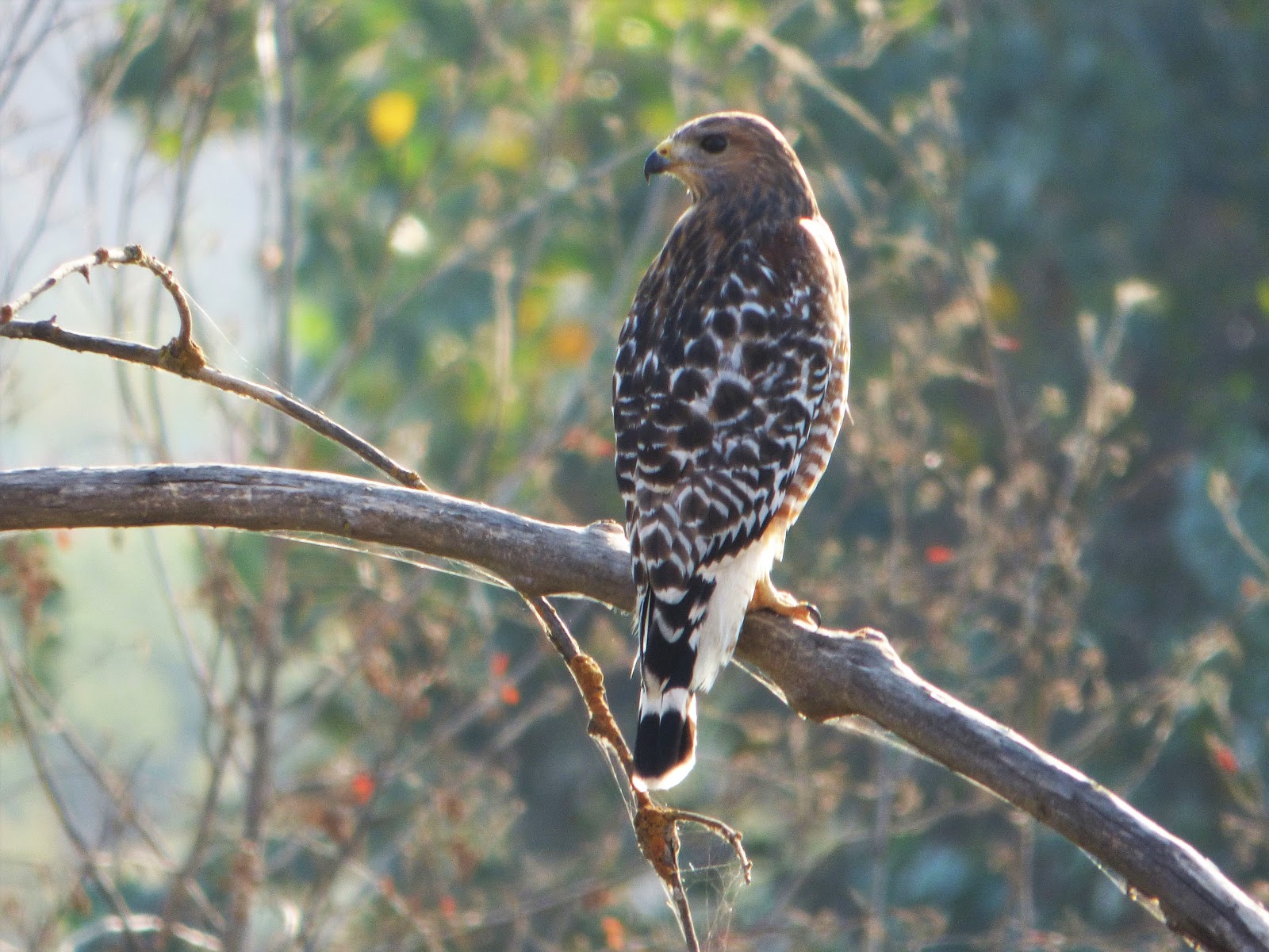 Geotripper's California Birds: Red-shouldered Hawk on the Tuolumne ...