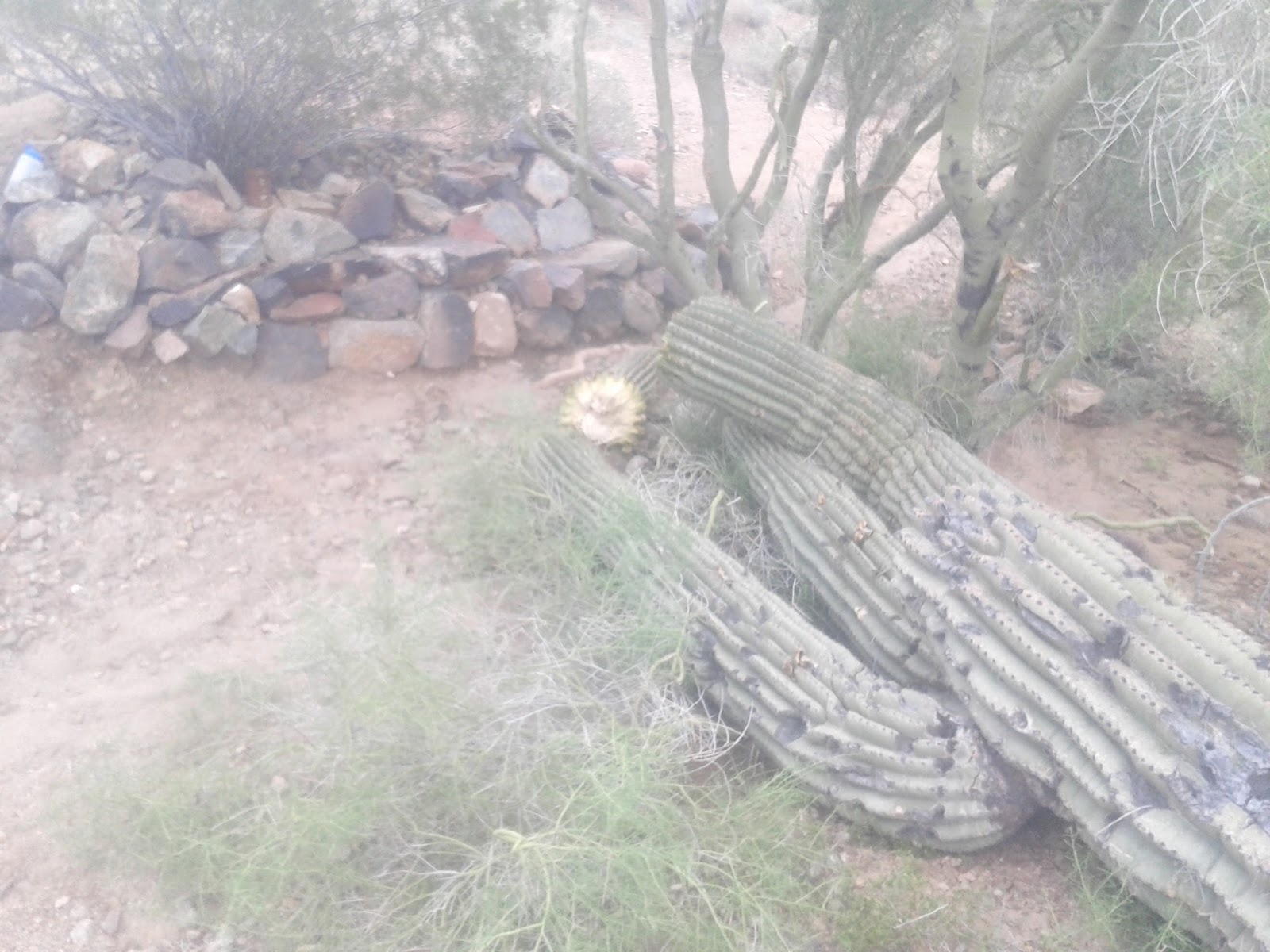 Buffalo Ridge Disc Golf Course