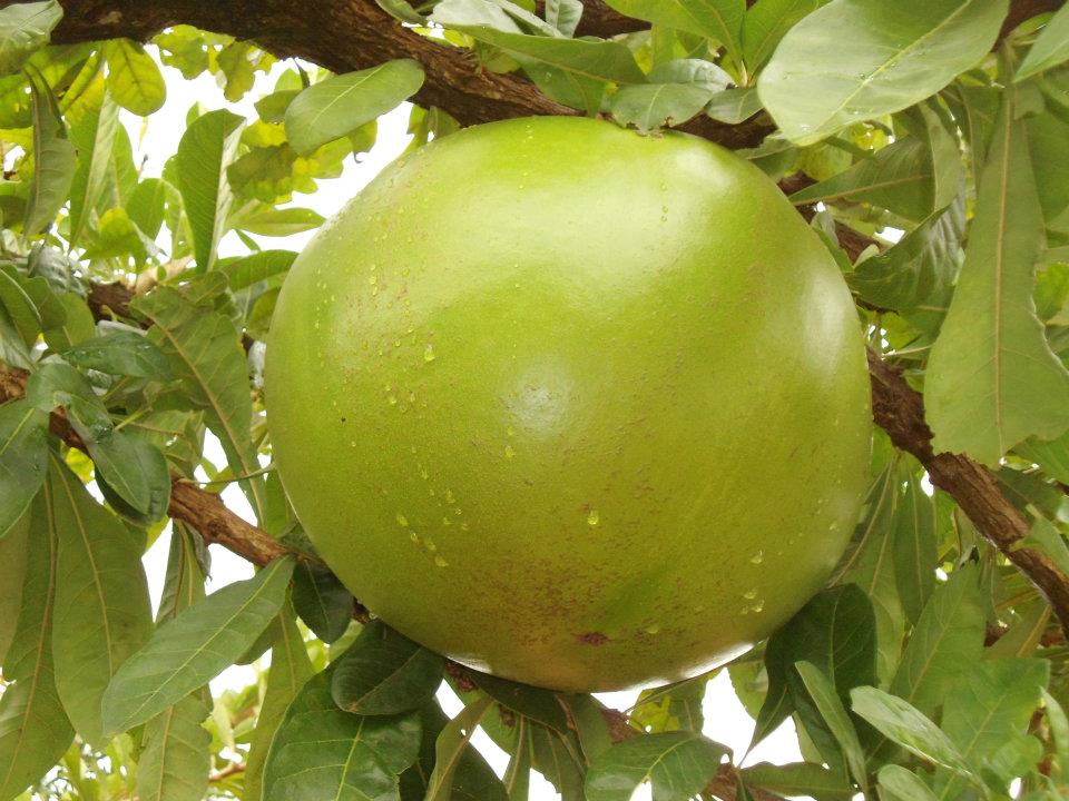 Meu Cantinho Verde: COITÉ, CUITÉ - ( Crescentia cujete )