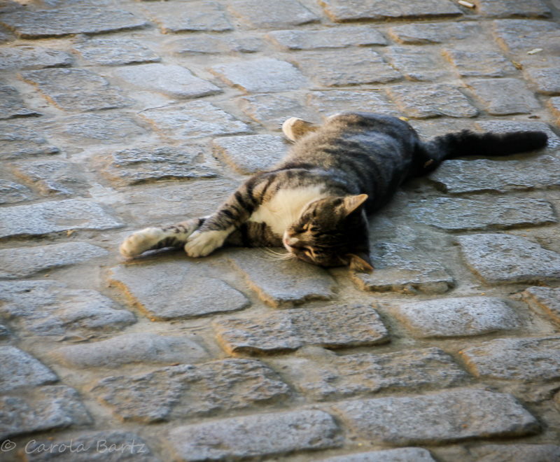 carola bARTz: Istanbul Kedisi - Cats of Istanbul