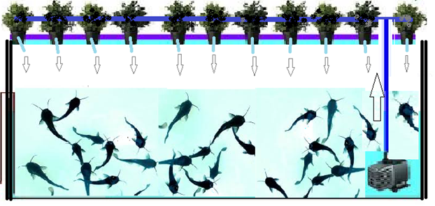 SUKSES BISNIS PERIKANAN: DEMPLOT YUMINA BUMINA, UNGGULAN BKP5K ...