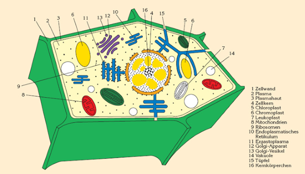 Jules Pflanzenblog: Die Zelle: Aufbau und Aufgaben
