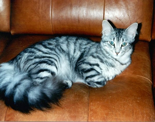 Angora turco tabby atigrado azul