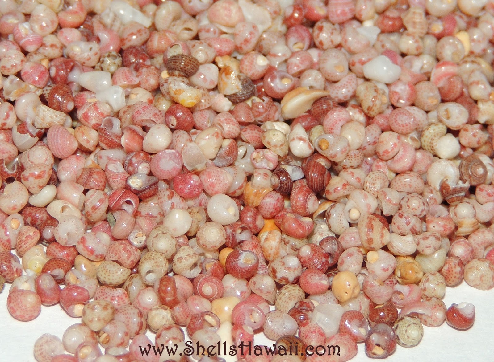 ShellsHawaii ...by Janjira: 2015