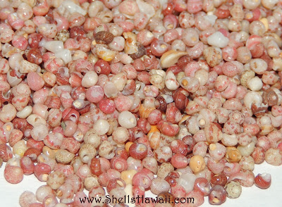 ShellsHawaii ...by Janjira: 2015