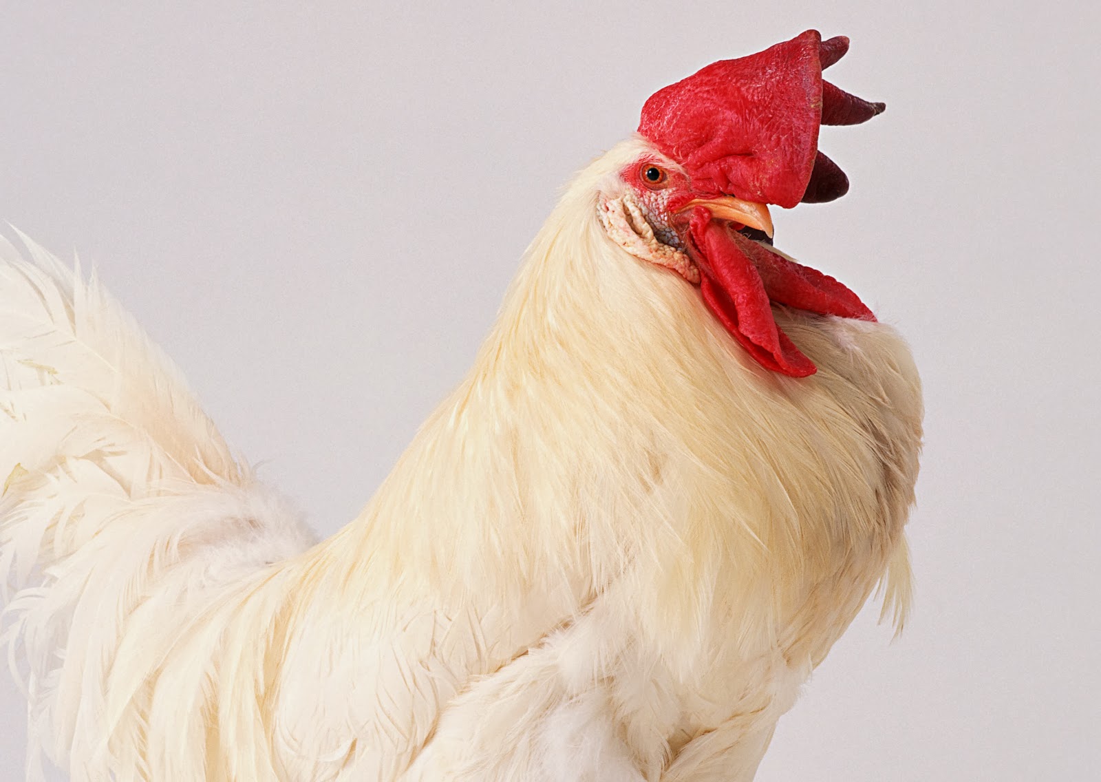 21 Gambar Ayam Stock Photo High Resolution