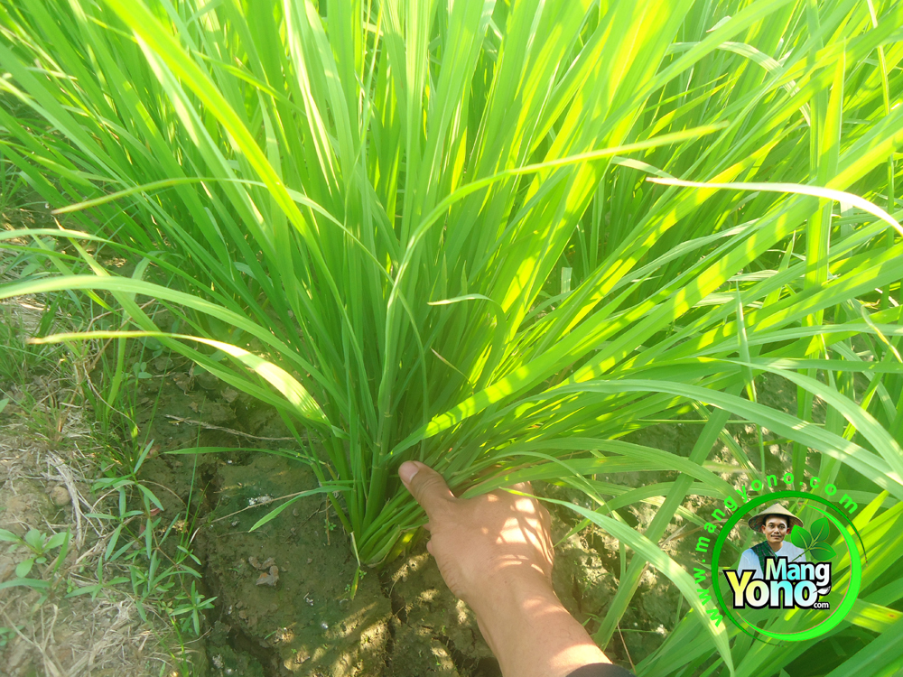 Percobaan : Tanaman Padi TRISAKTI 31 HST di Sawah Rawa - 75 HST Panen