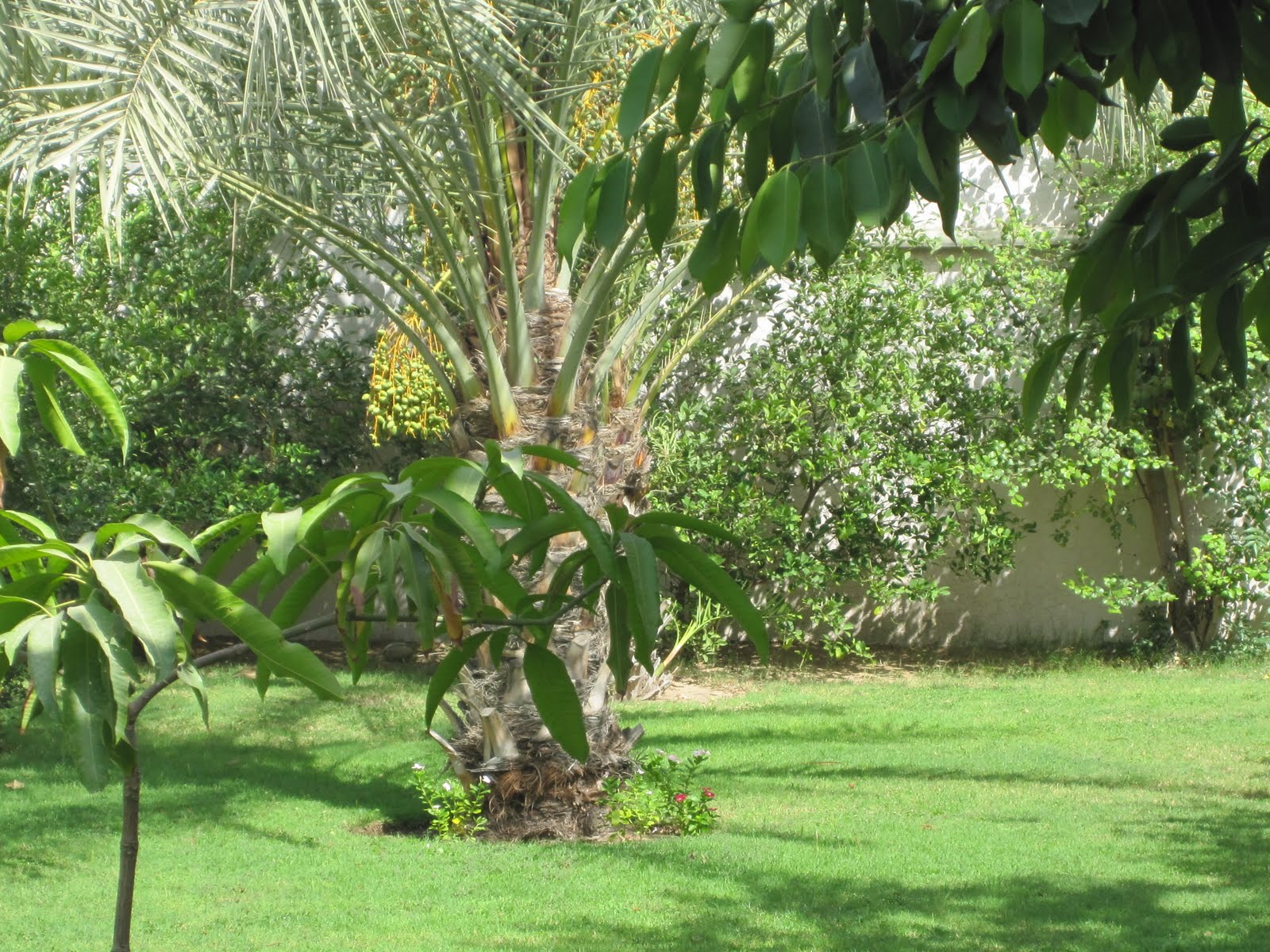 janita: De dadelboom in Mei