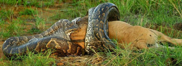 Pix Grove: African Python Swallowing A Large Prey
