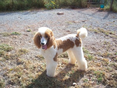 Huxtable The Poodle | Toy Poodle Blog | Parti Poodle: Red and White ...