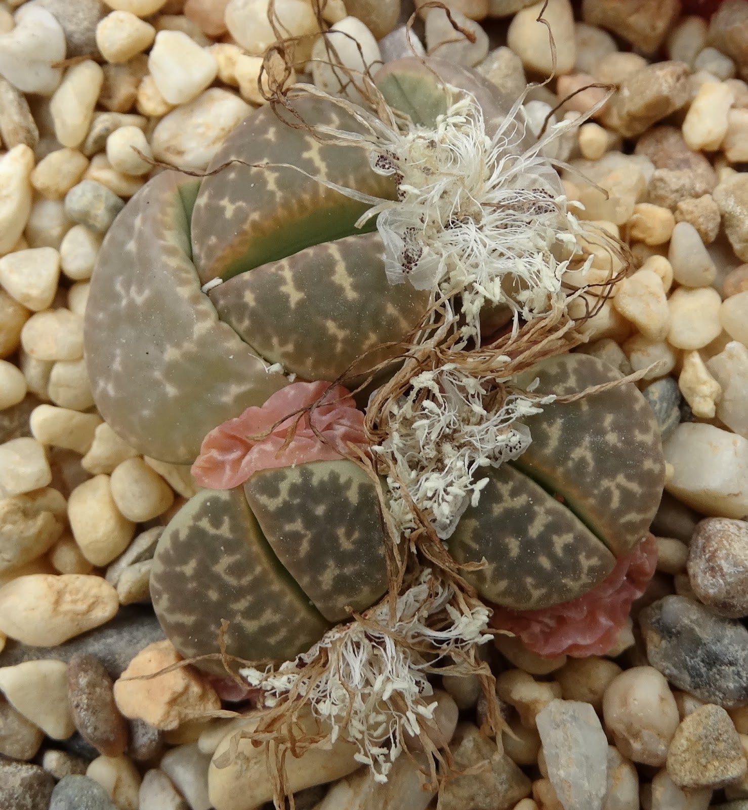 Succulent Sundae: SOME MORE NEW LITHOPS HEADS