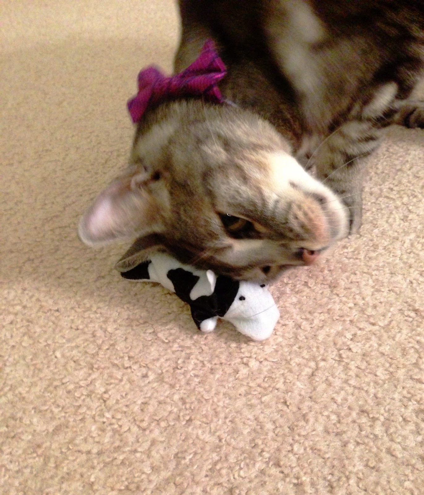 Your Daily Cute: Two Cats Tuesday: Pimp and Moo's New Cow Toy!