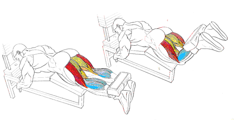 Ejercicios para Femorales en Maquina