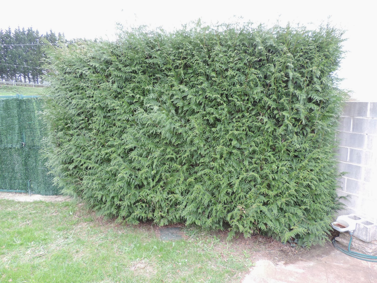 Easy Garden Jardinería: Thuja Plicata, Tuya
