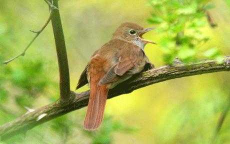 Nightingale ~ Animals Images
